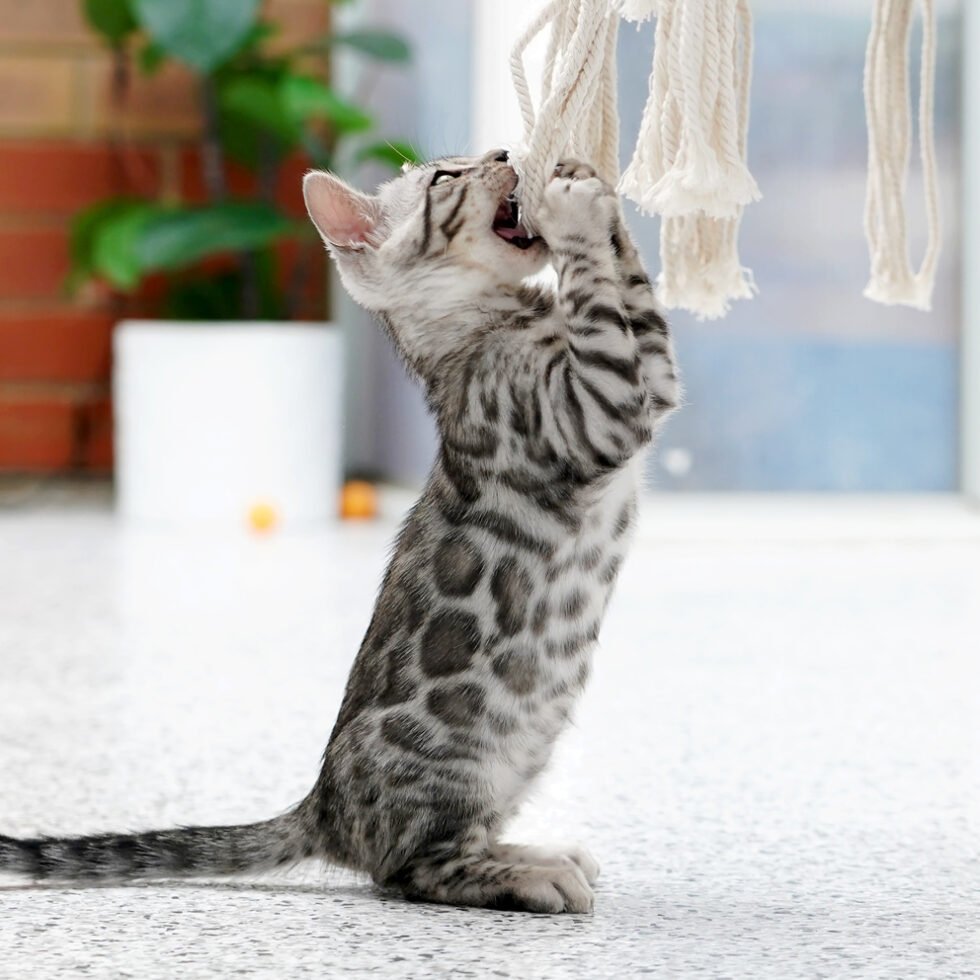 Ashmiyah Bengal Cats - registered breeder in Australia