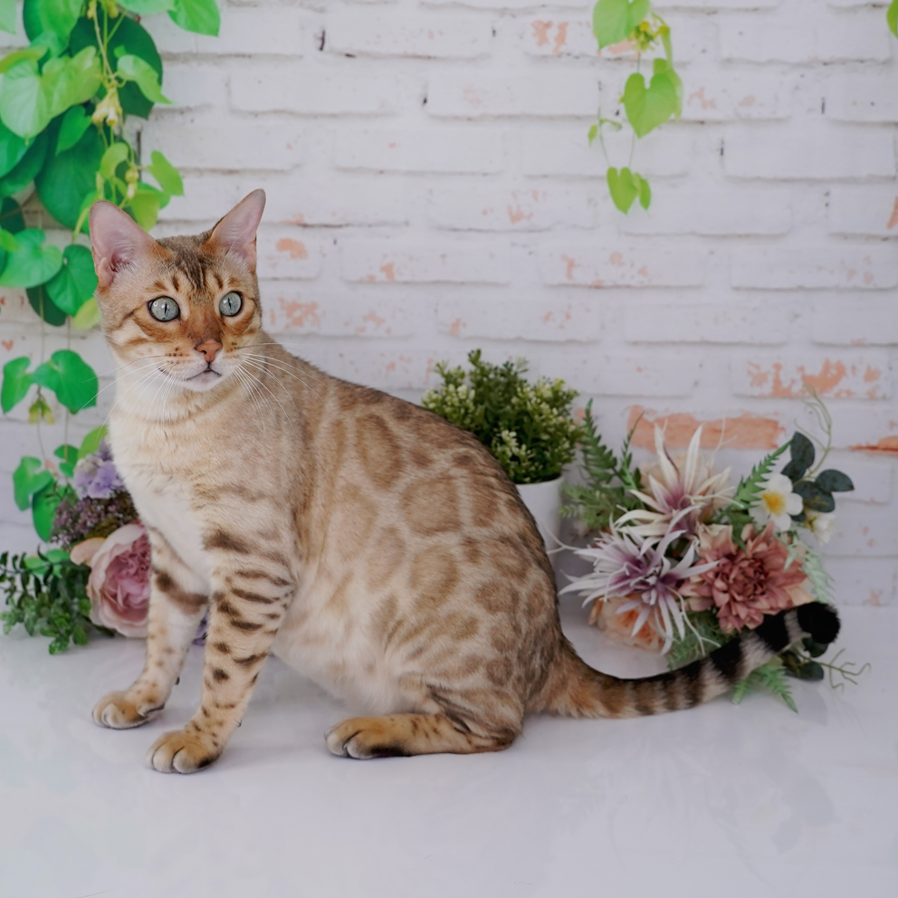 Ashmiyah Bengal Cats - registered breeder in Australia