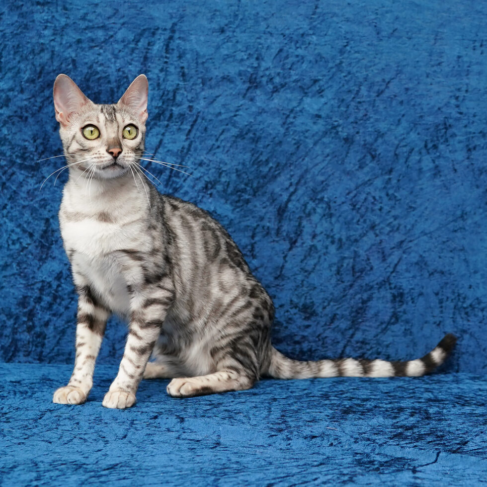 Ashmiyah Bengal Cats - registered breeder in Australia