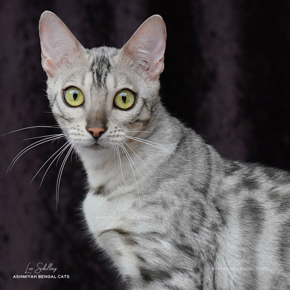 Ashmiyah Bengal Cats - registered breeder in Australia