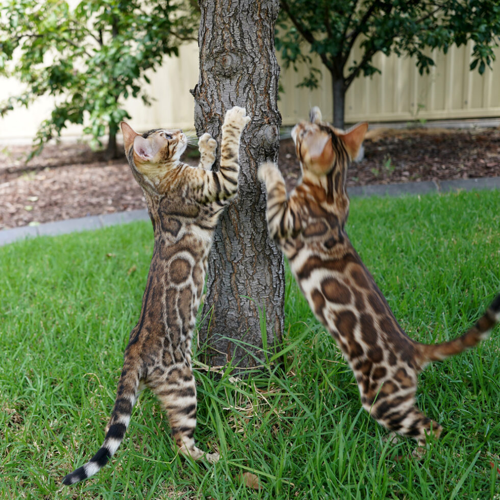 Ashmiyah Bengal Cats - registered breeder in Australia