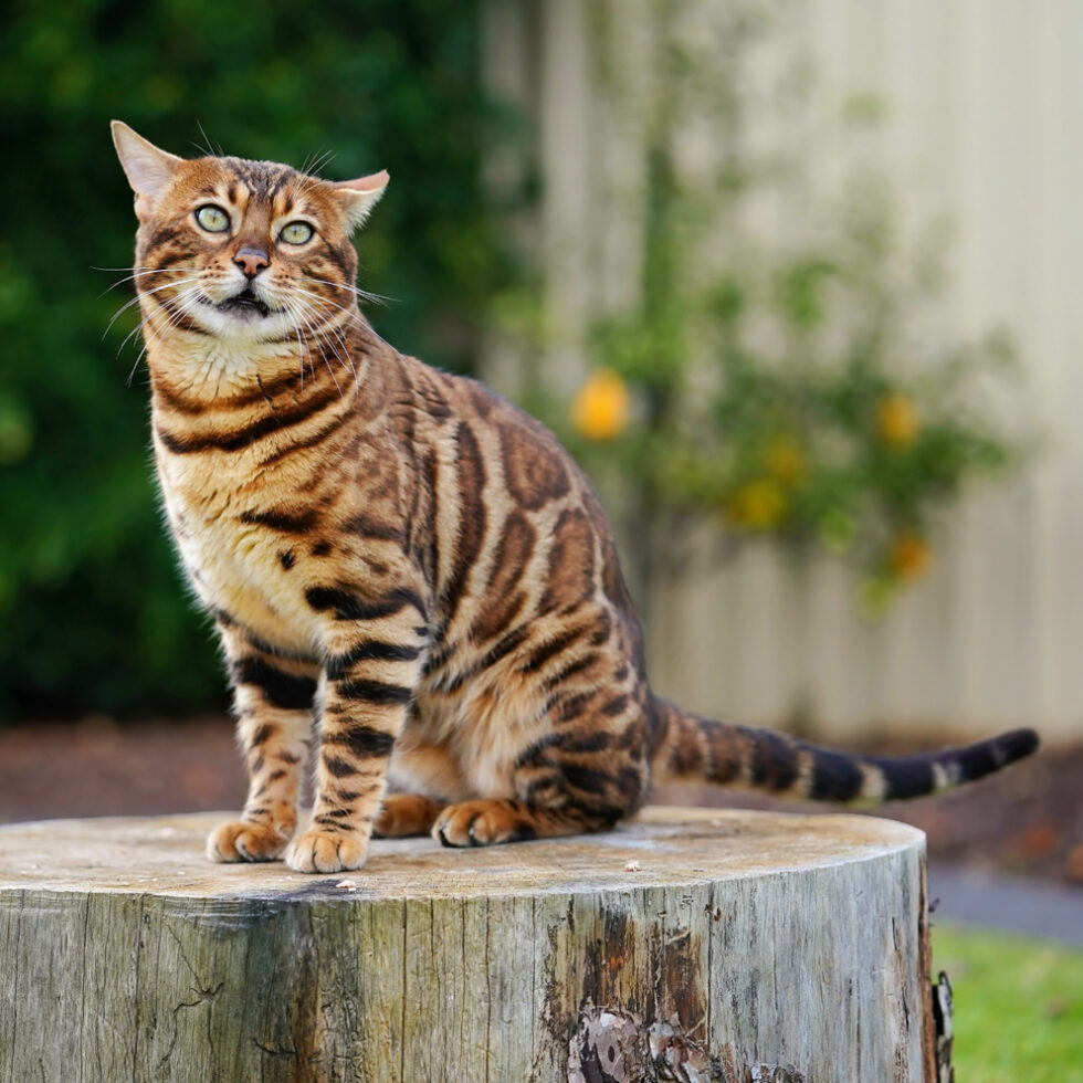 Ashmiyah Bengal Cats - registered breeder in Australia