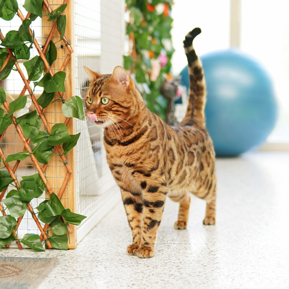 Bengal Stud Cats - Ashmiyah Bengal Cats