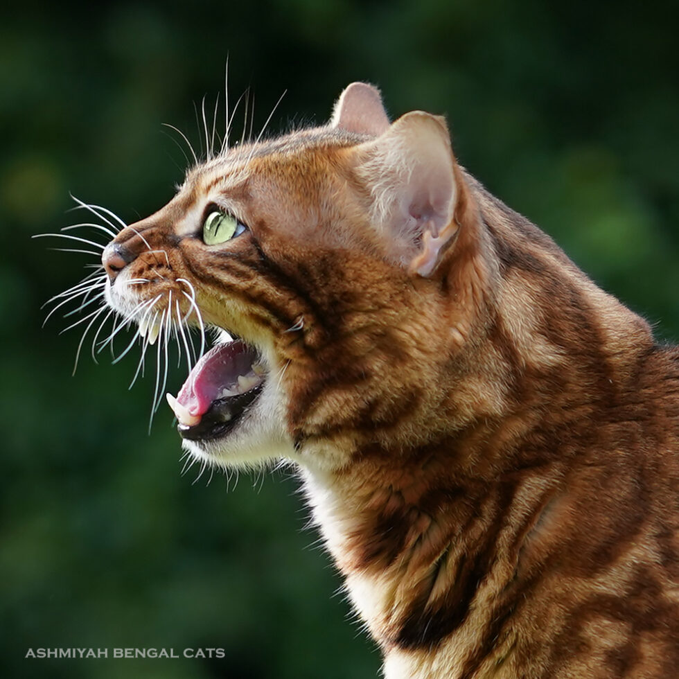 Bengal Queens - Ashmiyah Bengal Cats