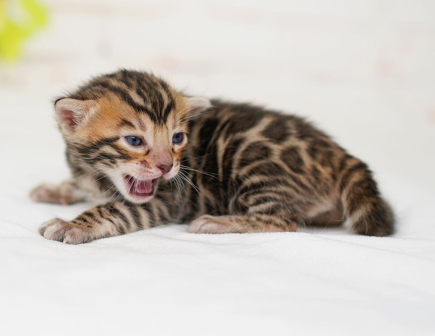 Bengal Kittens | Poppy & Santanna - Ashmiyah Bengal Cats