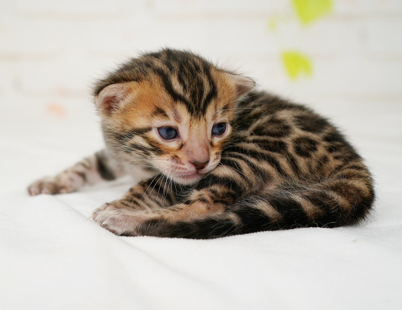 Bengal Kittens | Poppy & Santanna - Ashmiyah Bengal Cats