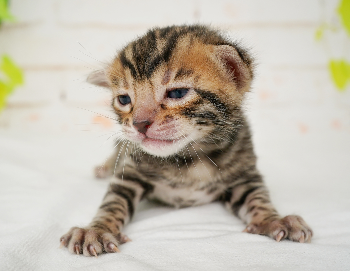 Bengal Kittens | Poppy & Santanna - Ashmiyah Bengal Cats